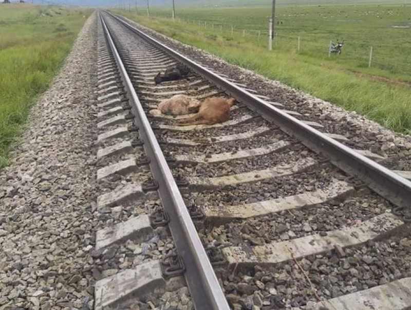 Төмөр замын аюултай бүсэд хариулгагүй мал орхих, бэлчээхгүй байхыг ...